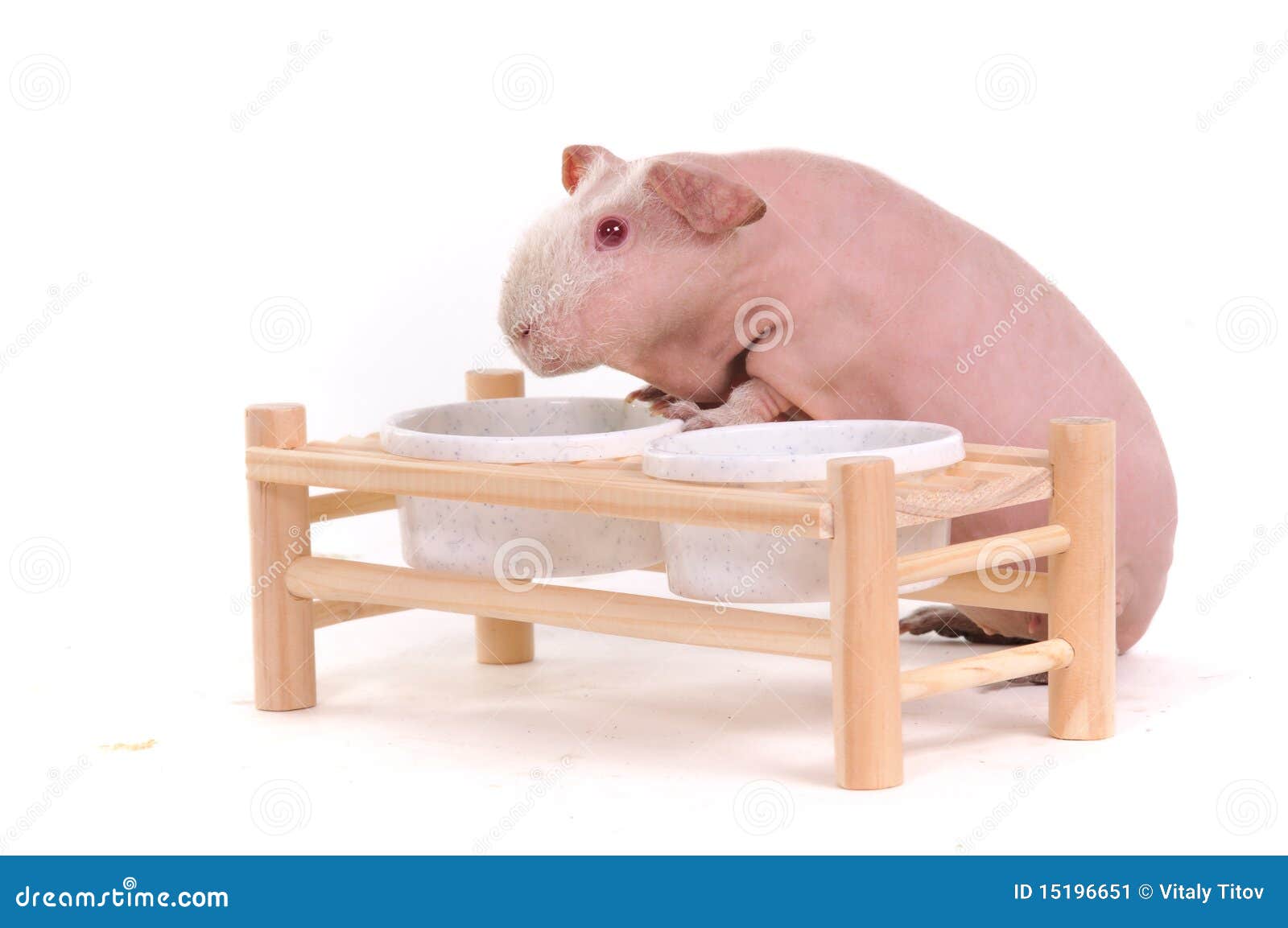 Skinny Rodent at Food Bowl Support Stock Image - Image of bowl, cute ...
