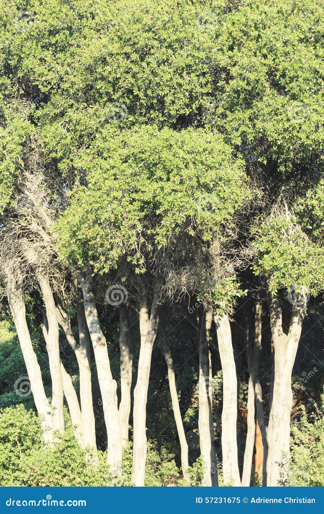 Skinny Trees stock image. Image of shady, tree, skinny - 57231675