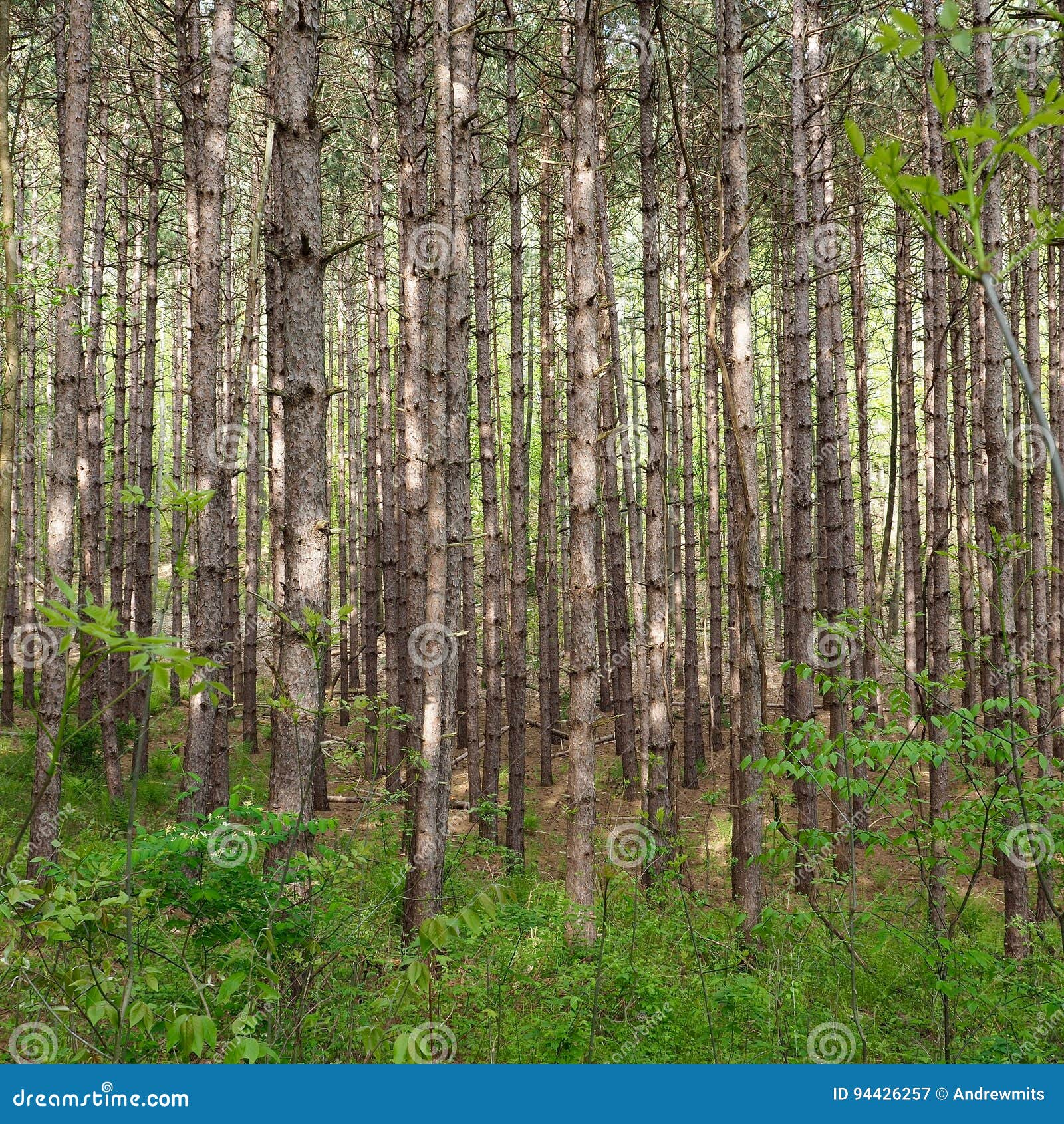 Skinny Trees stock image. Image of forest, pine, thick - 94426257