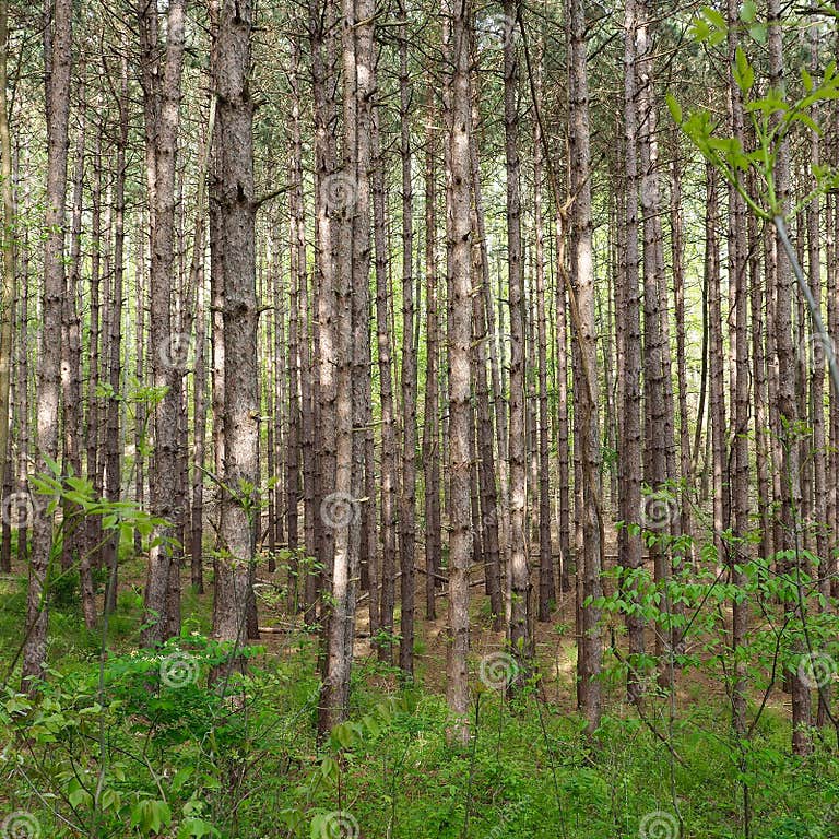 Skinny Trees stock image. Image of forest, pine, thick - 94426257