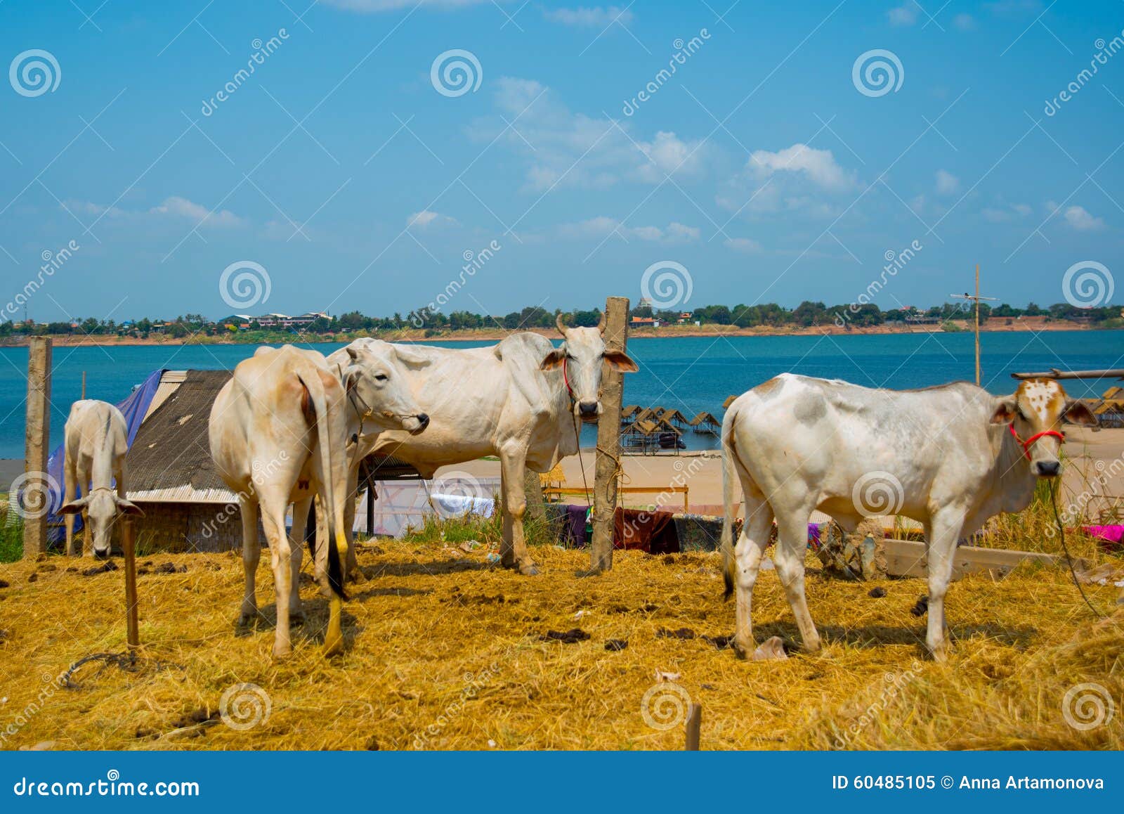 Skinny White Cows in Cambodia Stock Image - Image of grassland, cowboy ...