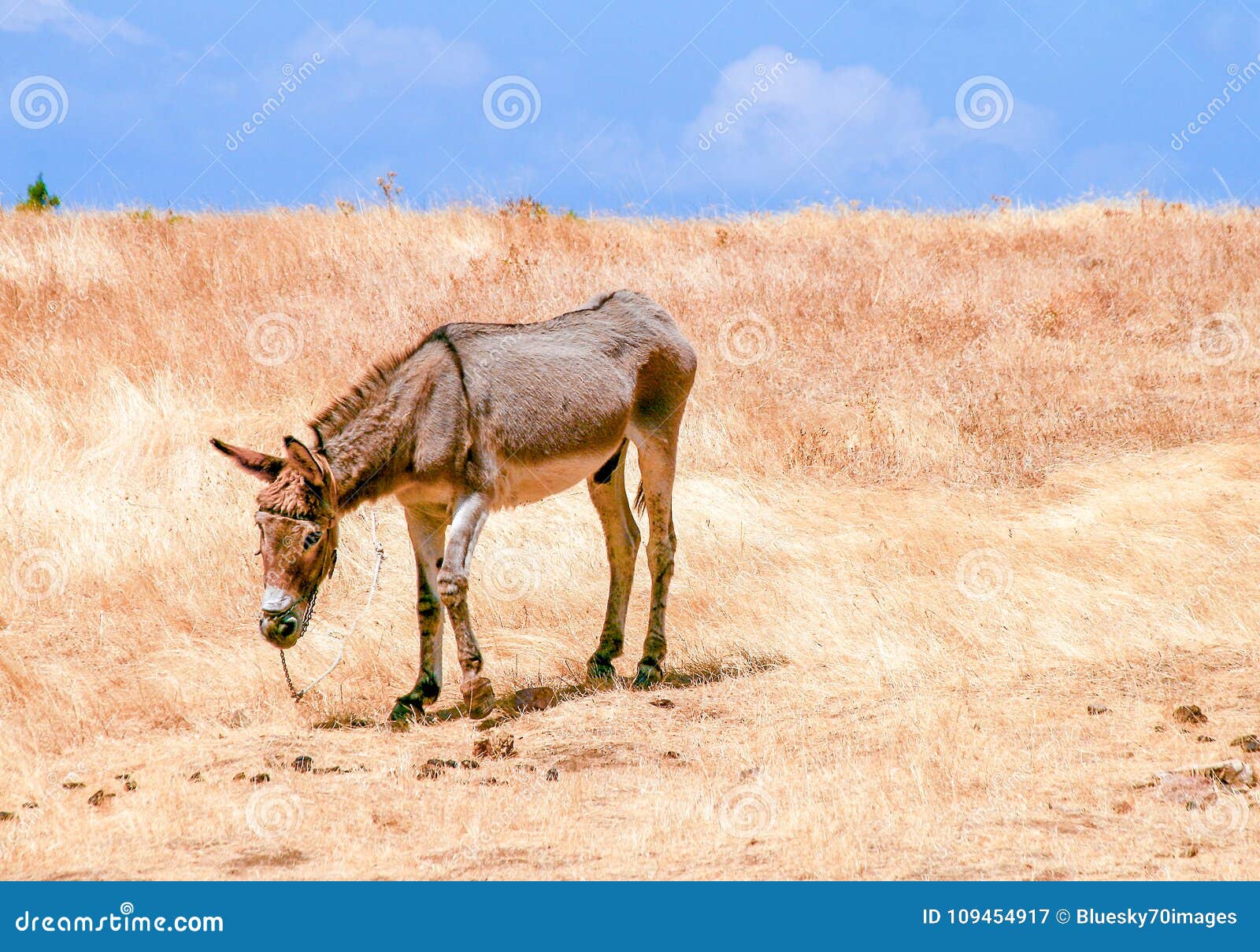 Starving Donkey Stock Photos - Free & Royalty-Free Stock Photos from ...