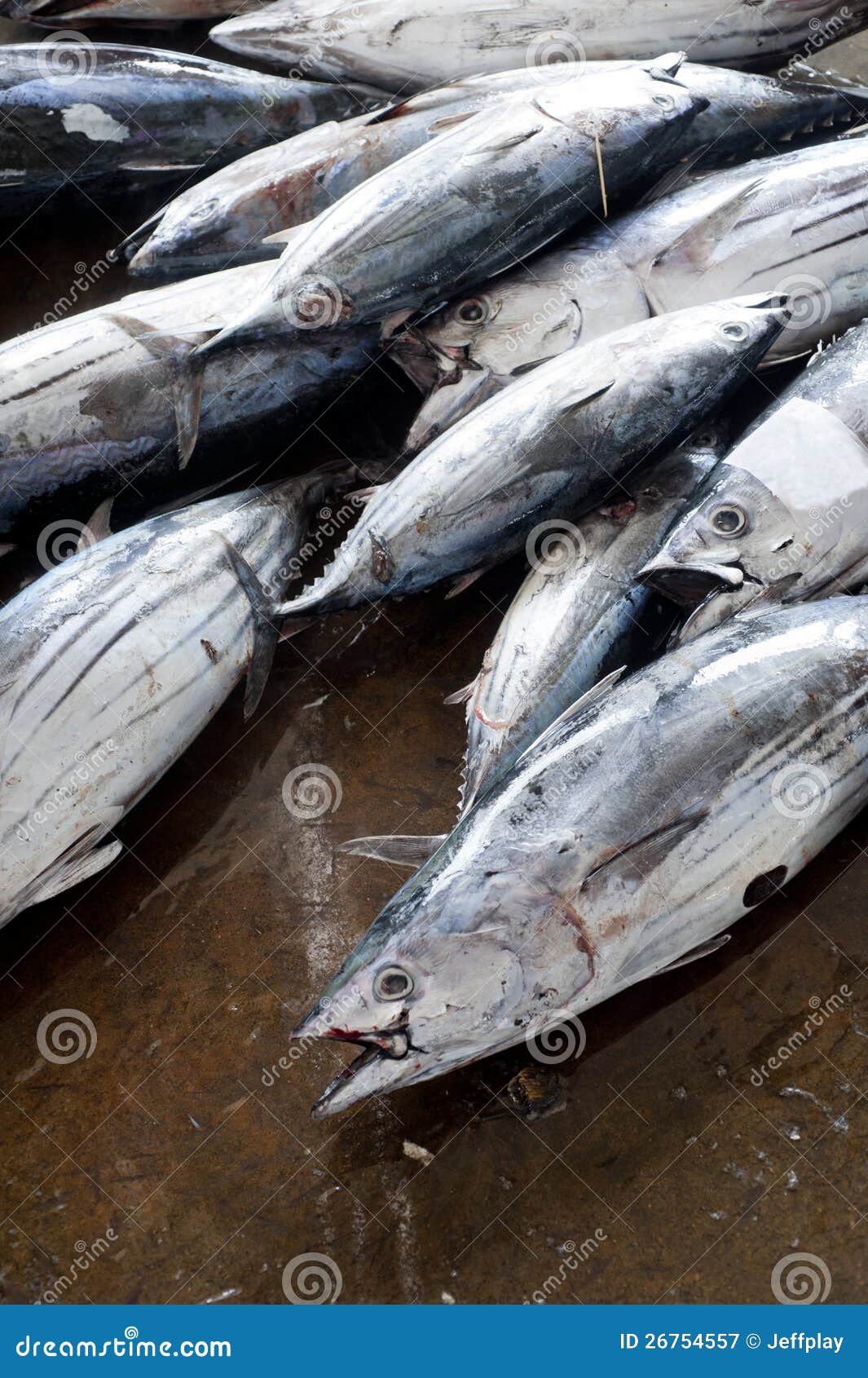 Skipjack tuna stock image. Image of skipjack, caught - 26754557