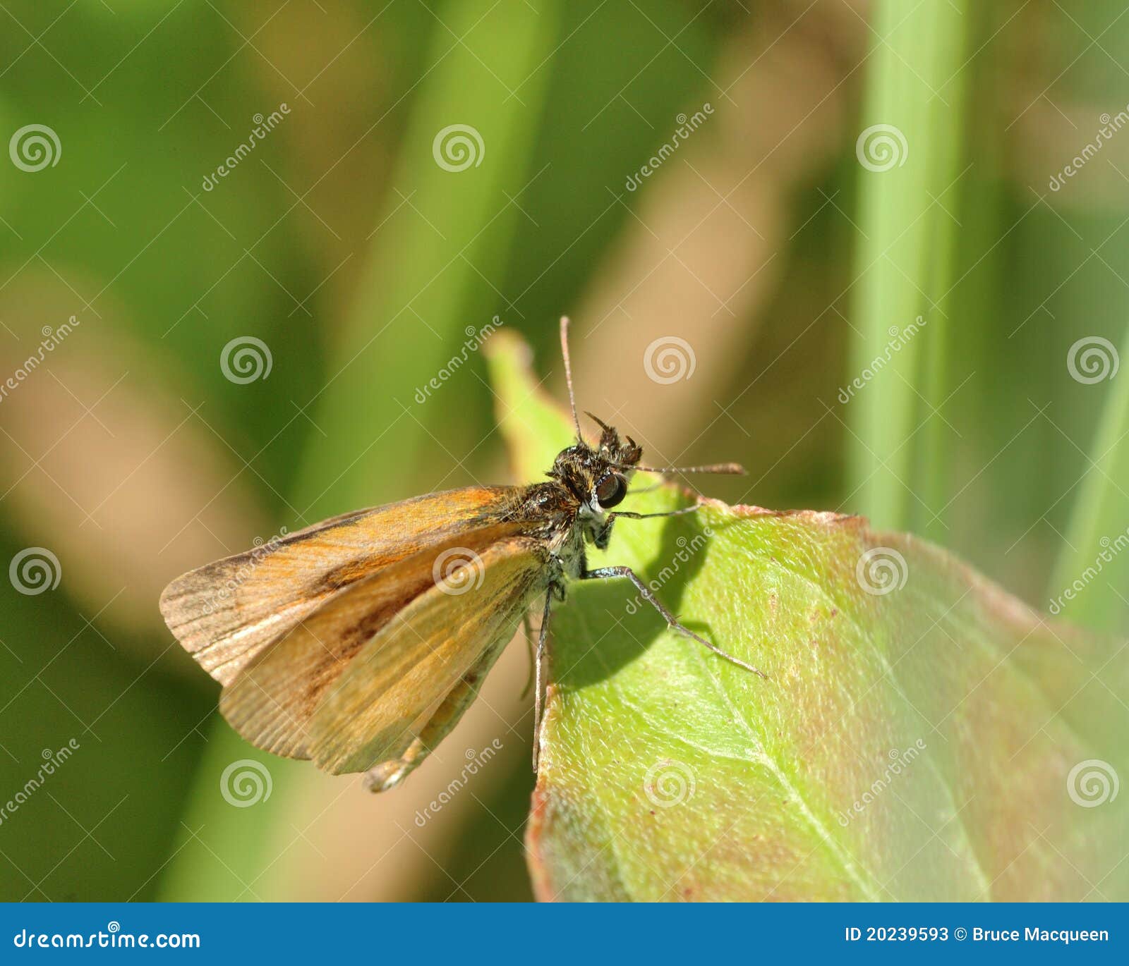 Skipper Butterfly stock image. Image of closeup, nature - 20239593