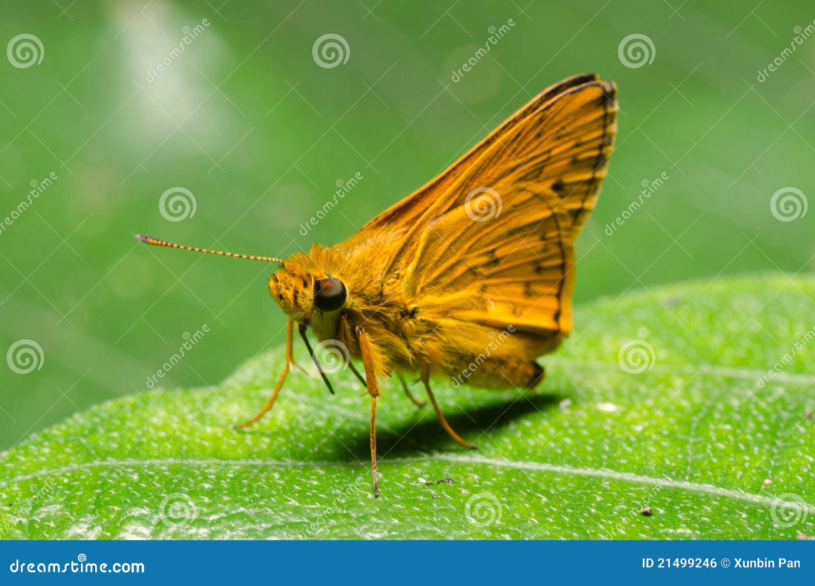 Skipper butterfly stock photo. Image of yellow, color - 21499246