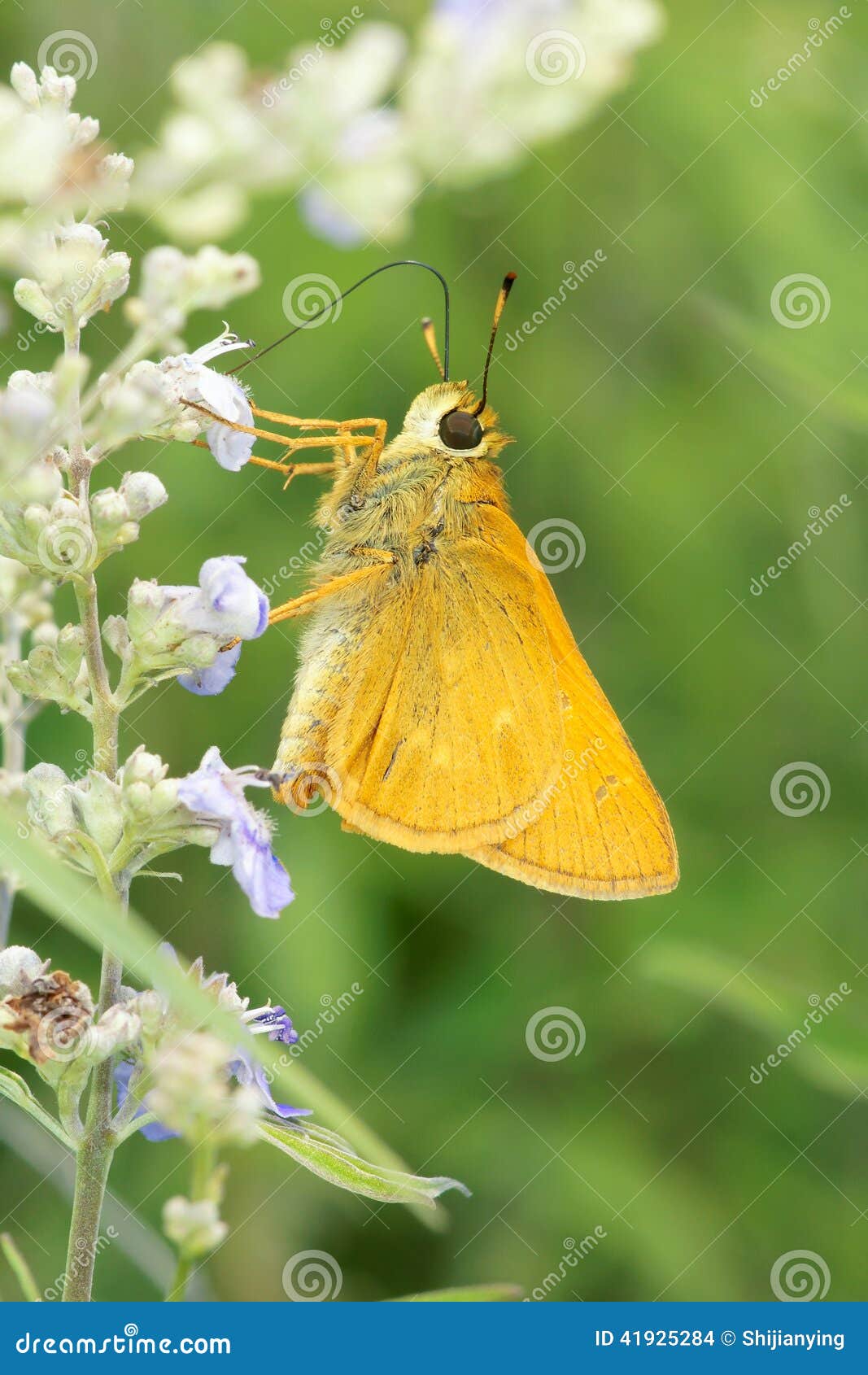 Skipper butterfly stock photo. Image of macro, insects - 41925284