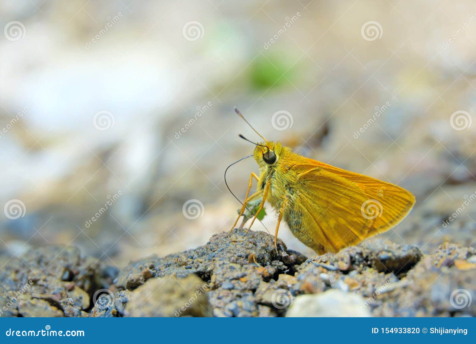 Skipper butterfly stock photo. Image of natural, wild - 154933820