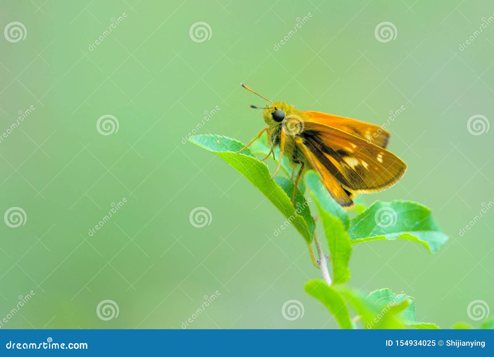 Skipper butterfly stock image. Image of insects, closeup - 154934025