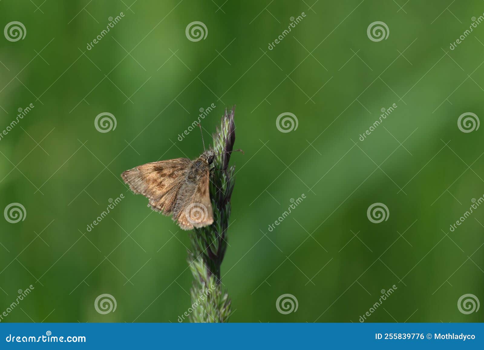 Skipper Butterfly in Nature Resting on a Plant, Tiny Brown Moth Stock ...