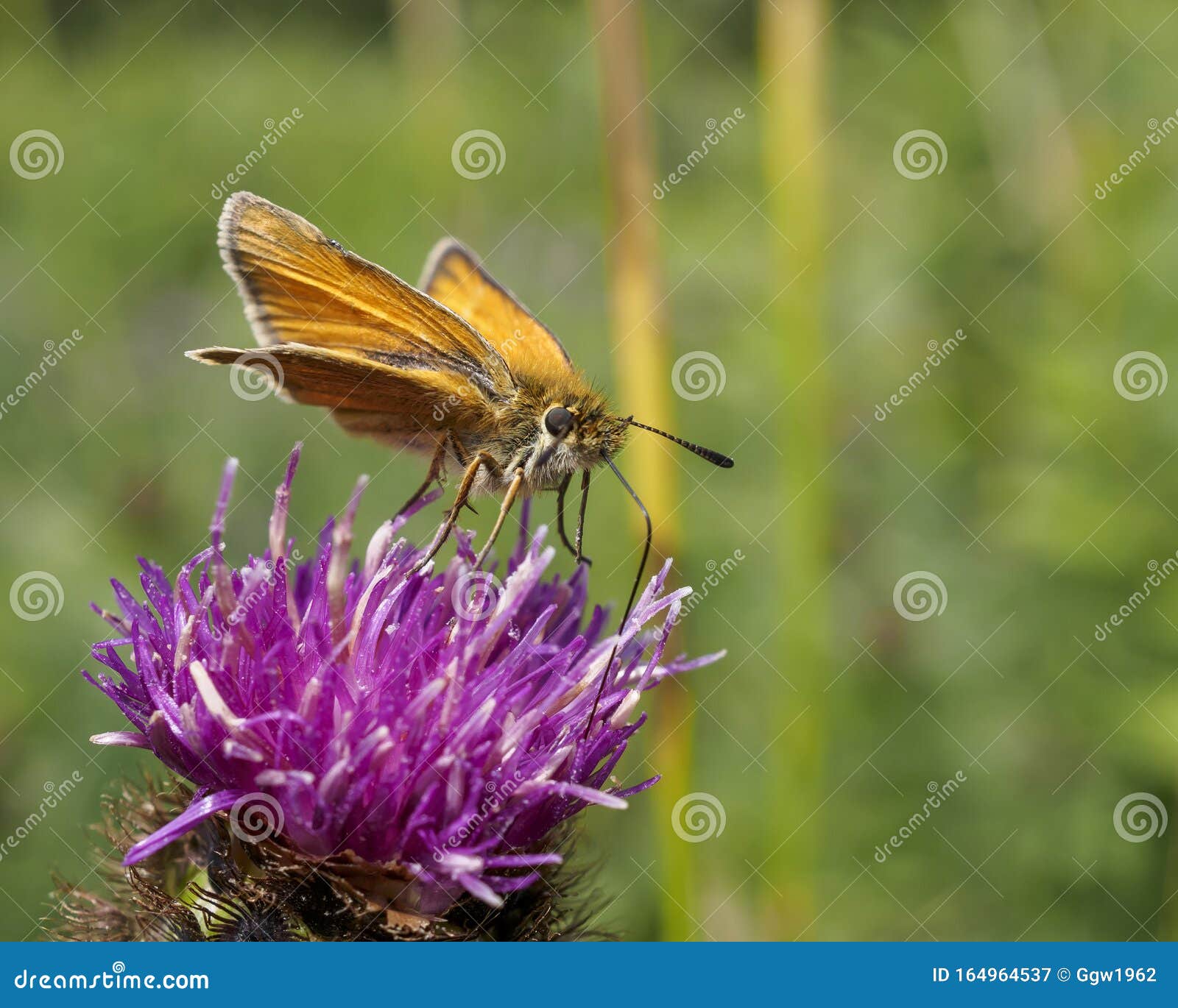 Skipper butterfly stock image. Image of small, moth - 164964537