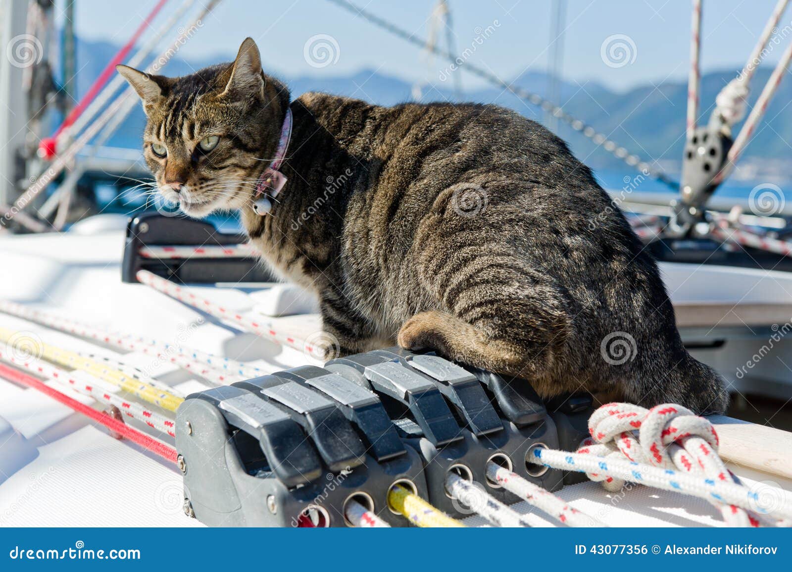 Skipper cat stock photo. Image of furling, rigging, ocean - 43077356