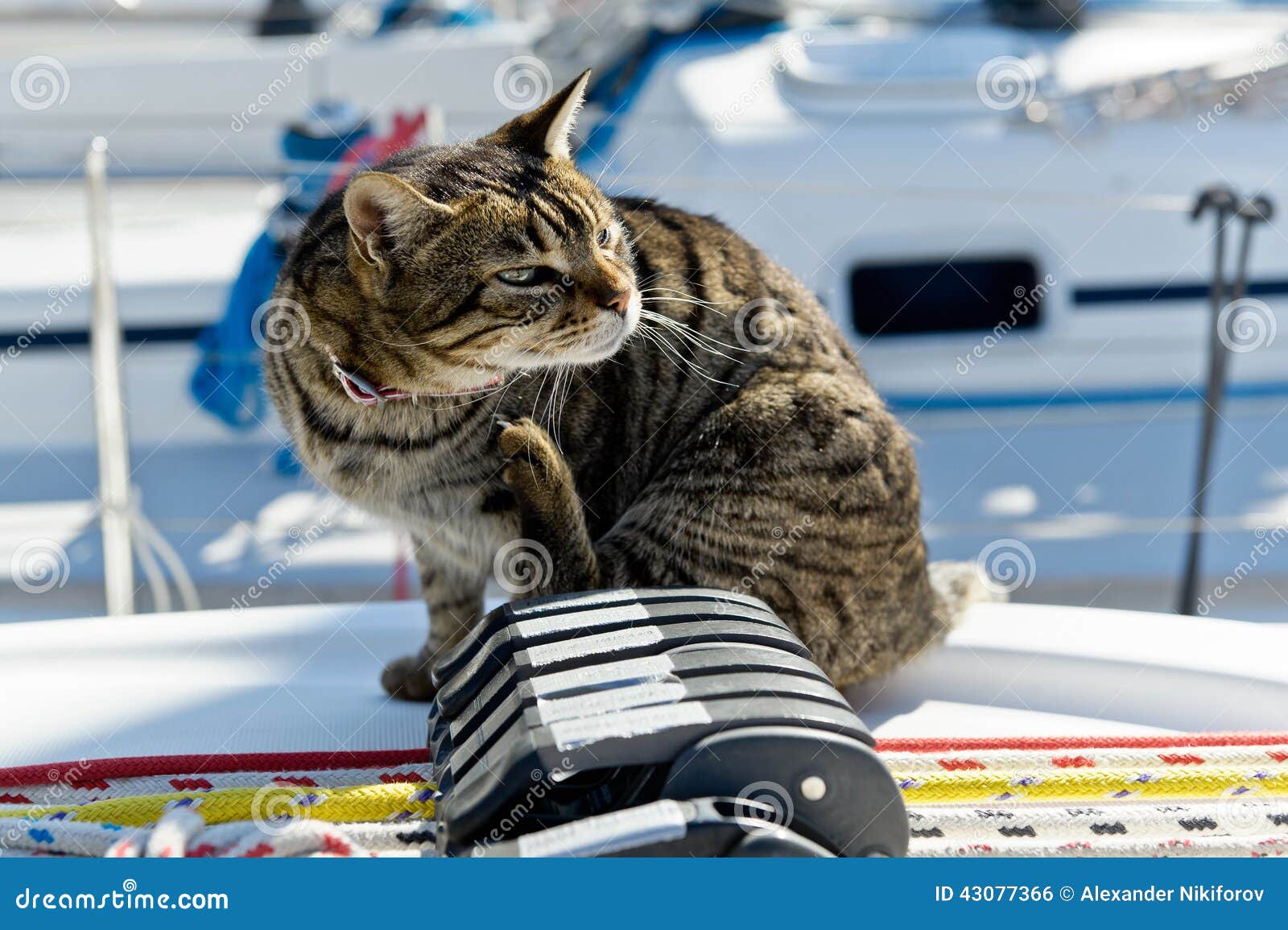 Skipper cat stock photo. Image of ship, furling, holiday - 43077366