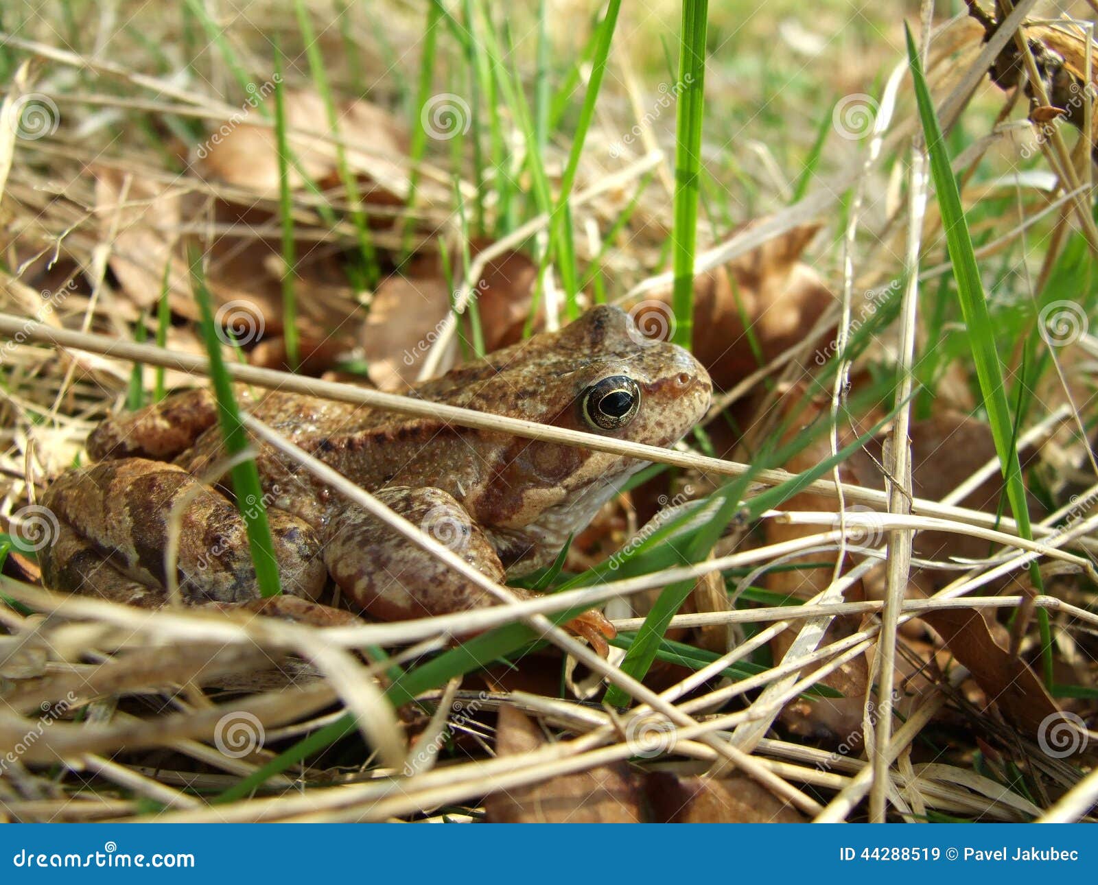 Skipper frog in grass stock image. Image of grass, still - 44288519