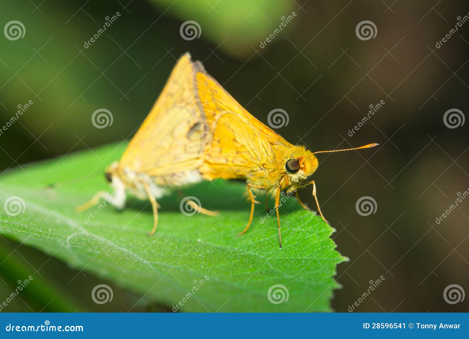 Skipper Moth stock image. Image of insect, mating, reproduction - 28596541