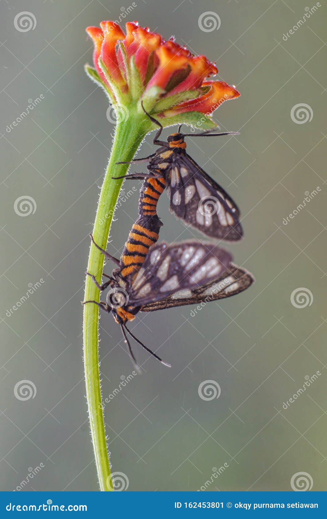 Skipper Moth Mating on a Flower Stock Image - Image of macro, flower ...