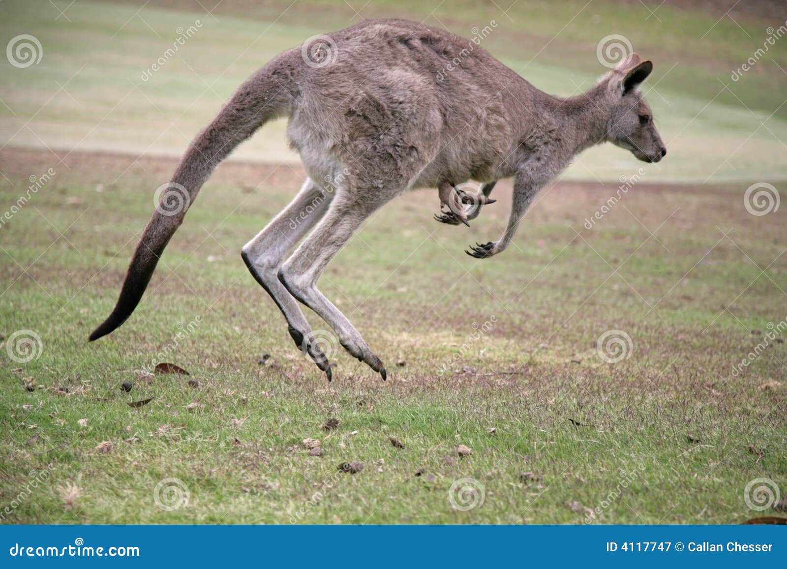 Skippy stock image. Image of angelsea, western, peninsula - 4117747