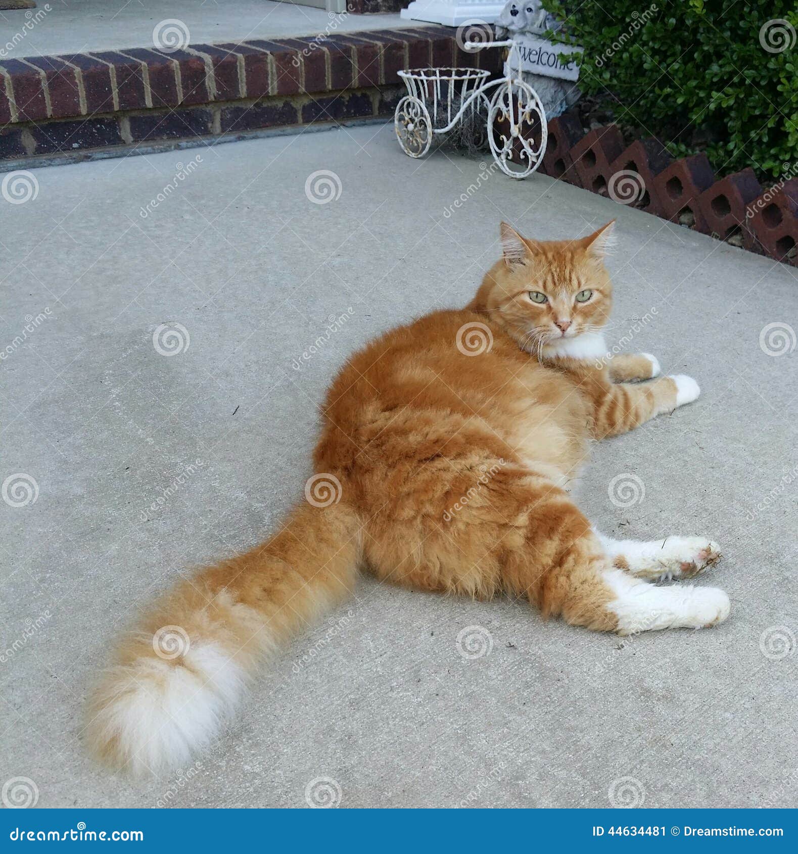 Skippy the Cat stock image. Image of gentle, giant, animal - 44634481