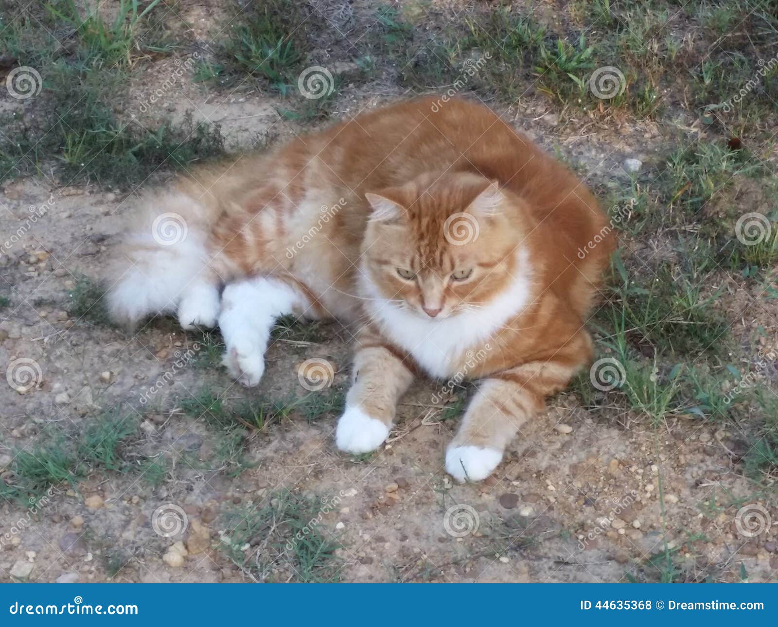 Skippy the Cat stock photo. Image of furry, fluffy, animals - 44635368