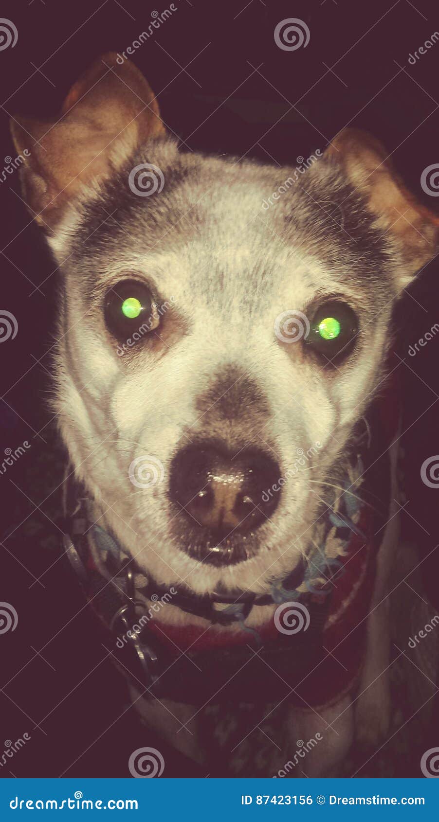 Skippy the dog stock photo. Image of skippy, small, doggy - 87423156