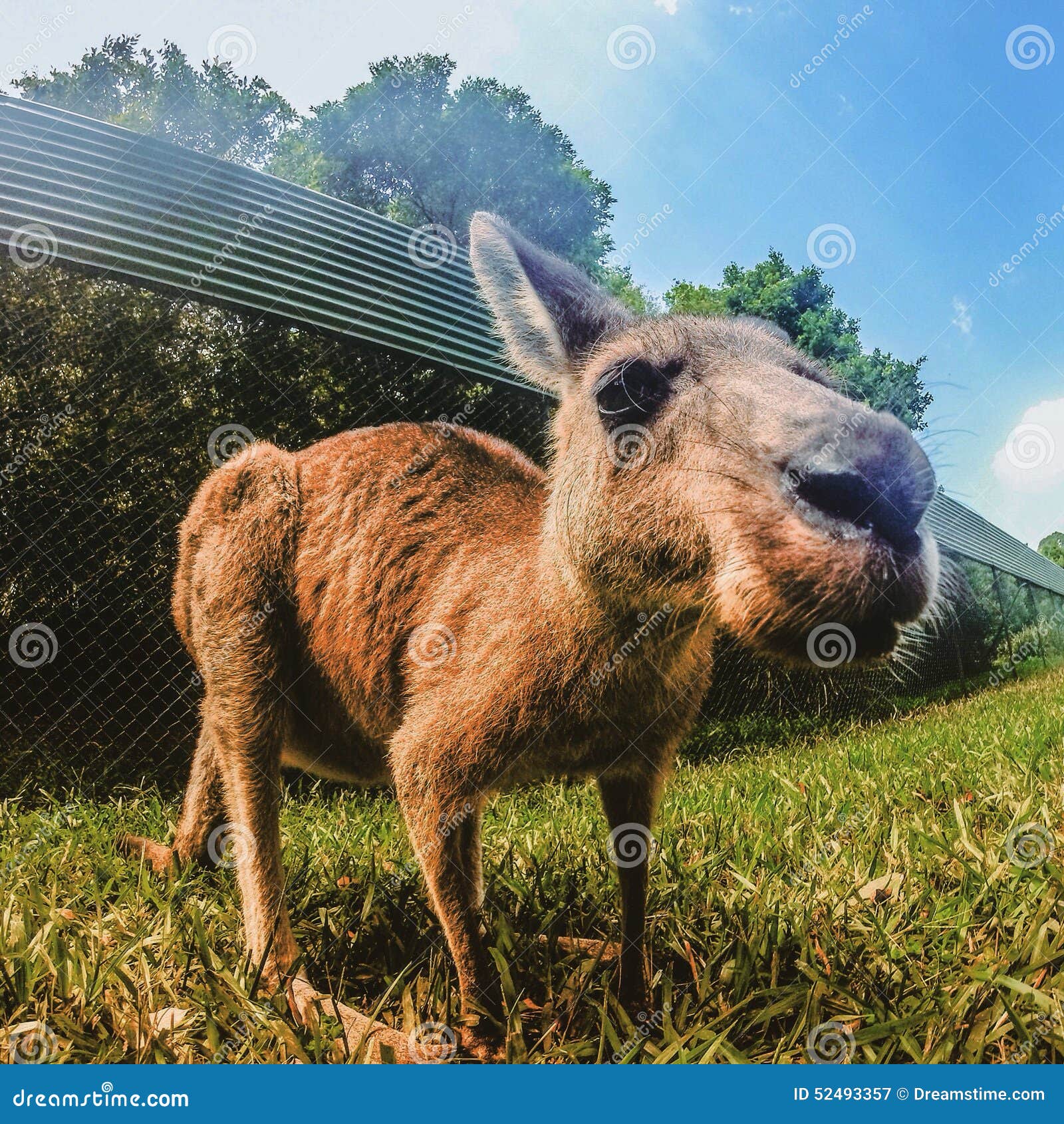 Skippy stock image. Image of love, australia, animals - 52493357