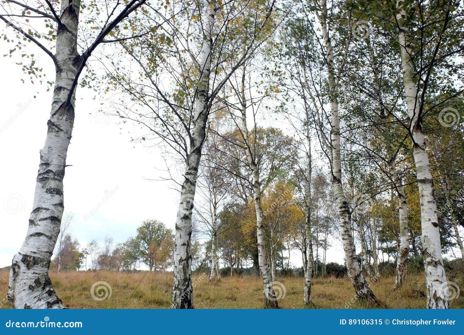 Skipwith Commom North Yorkshire England Stock Image - Image of grass ...