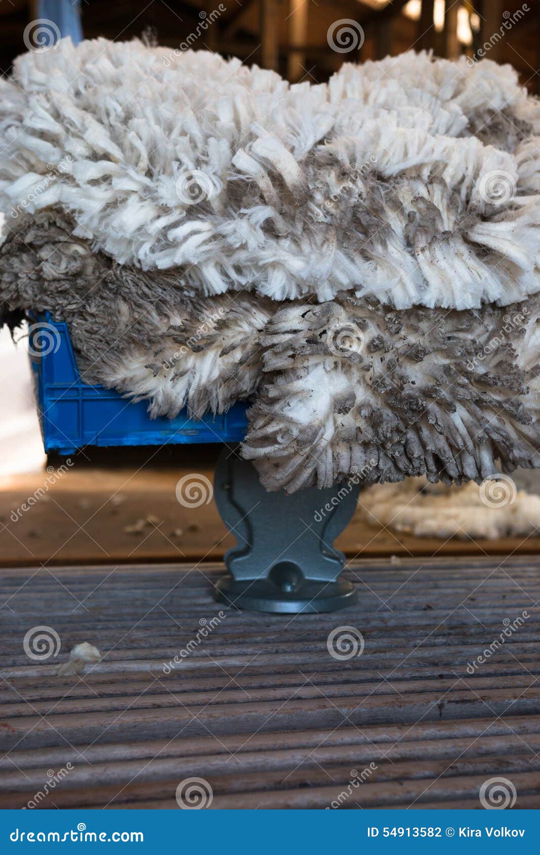 Freshly Shorn Sheep In Golden Dry, Coastal Paddock, New Zealand Royalty ...