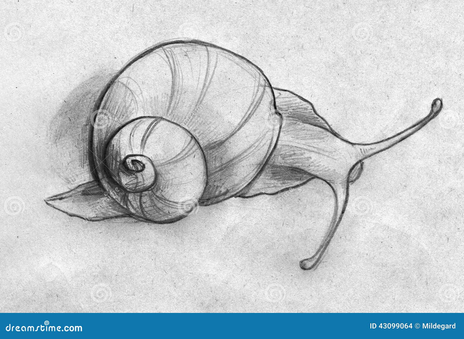 Skissa av en snigel stock illustrationer. Illustration av husdjur ...