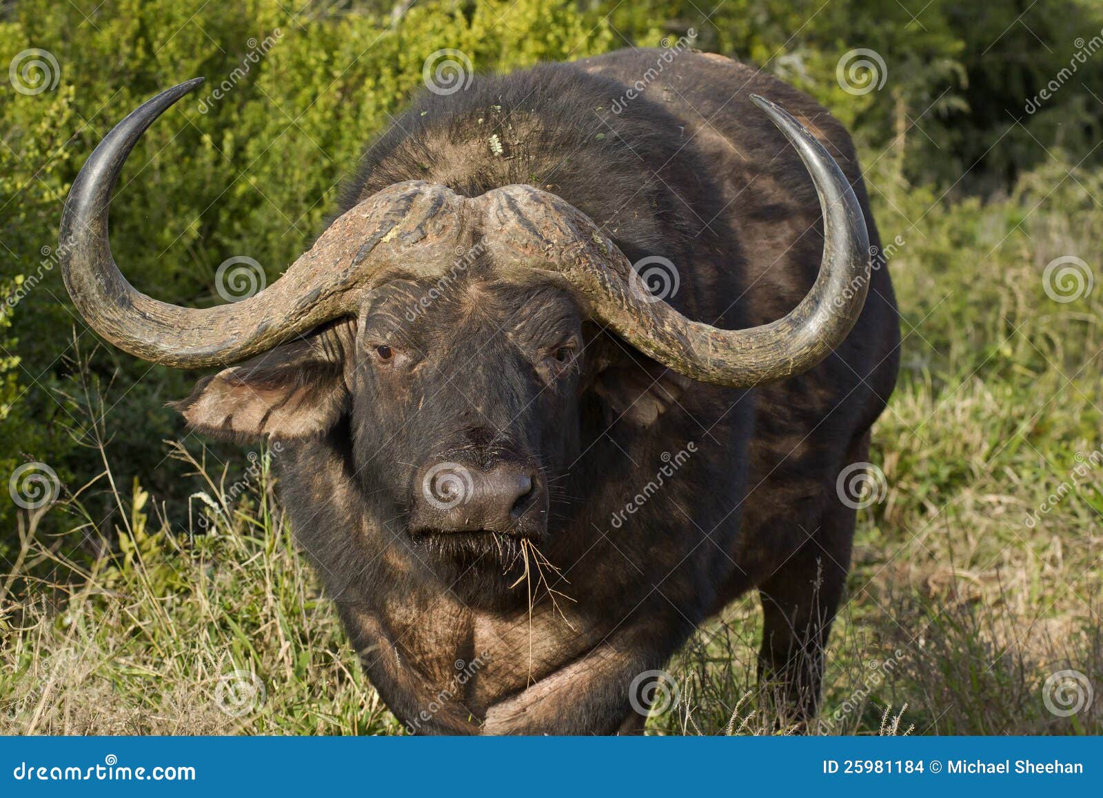 Skittish Buffalo stock photo. Image of grazing, nervous - 25981184