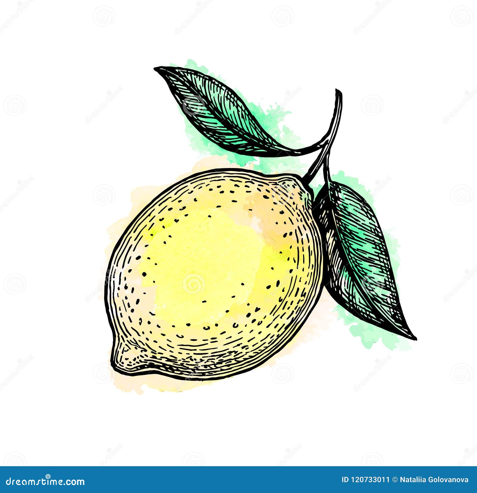 Skizze der Zitrone vektor abbildung. Illustration von getrennt - 120733011