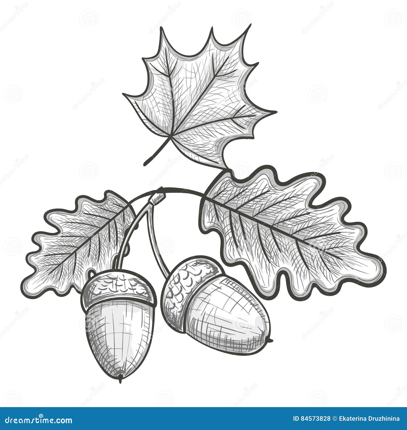 Skizze Eines Eichenblattes Und -eichel Vektor Abbildung - Illustration ...