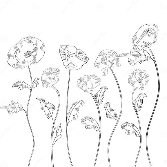 Skizze mit Mohnblume vektor abbildung. Illustration von blumen - 12129690