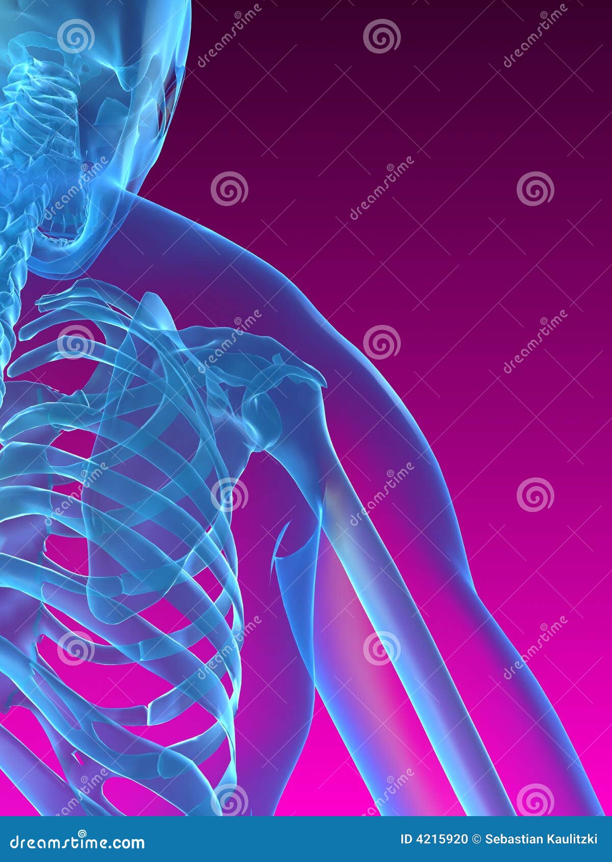 Skletal shoulder stock illustration. Illustration of biological - 4215920