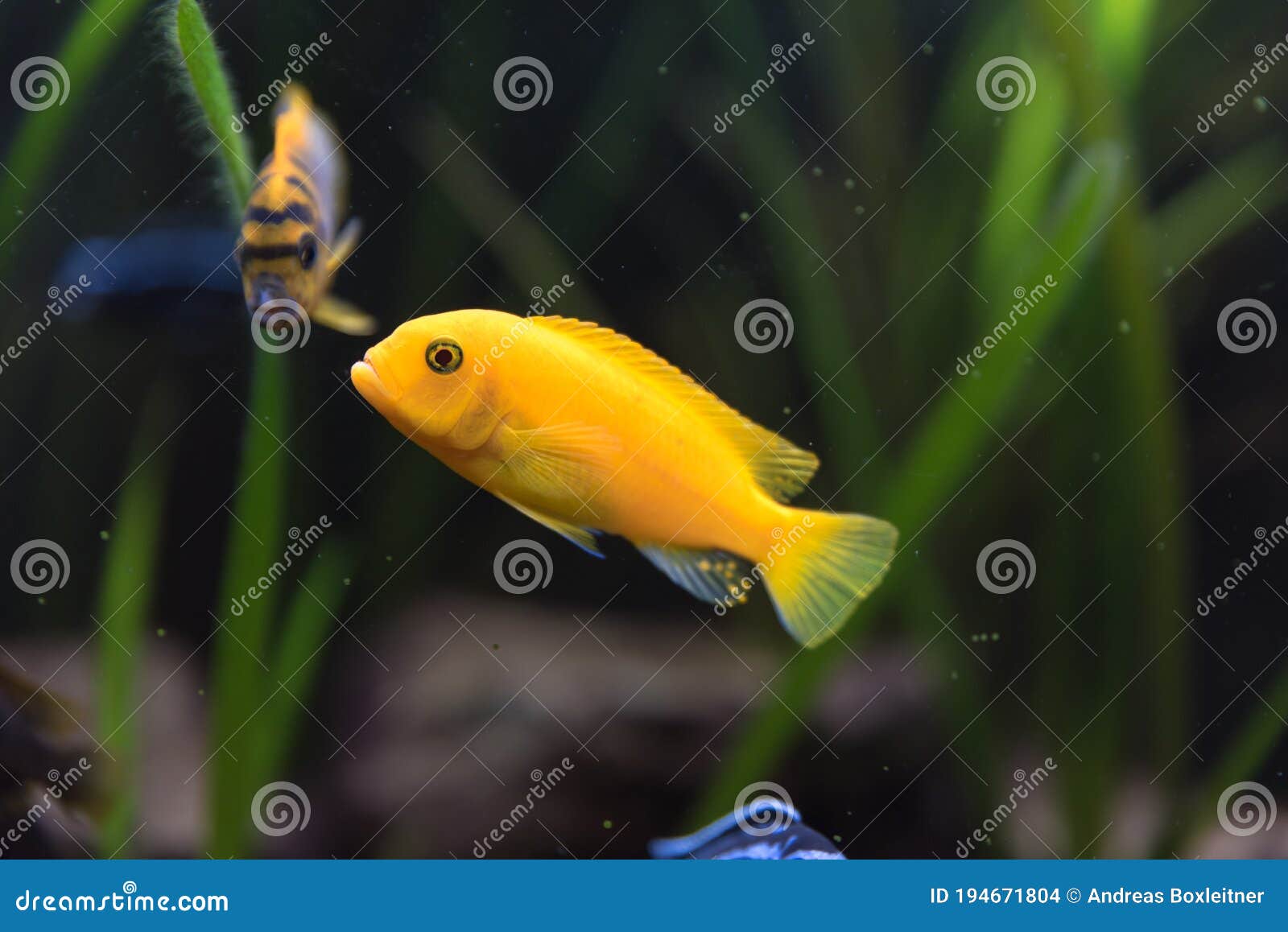 Sko Av Malawisperch-fisk I Akvarium Arkivfoto - Bild av fisk, karp ...