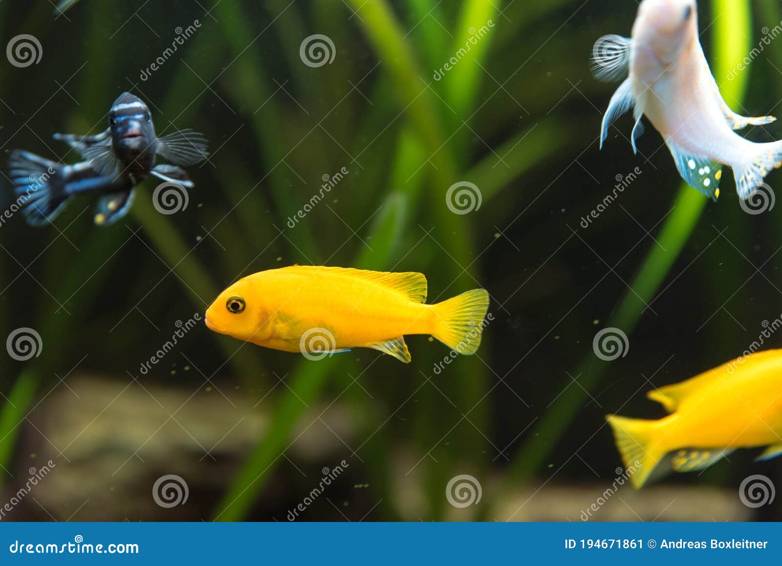 Sko Av Malawisperch-fisk I Akvarium Fotografering för Bildbyråer - Bild ...