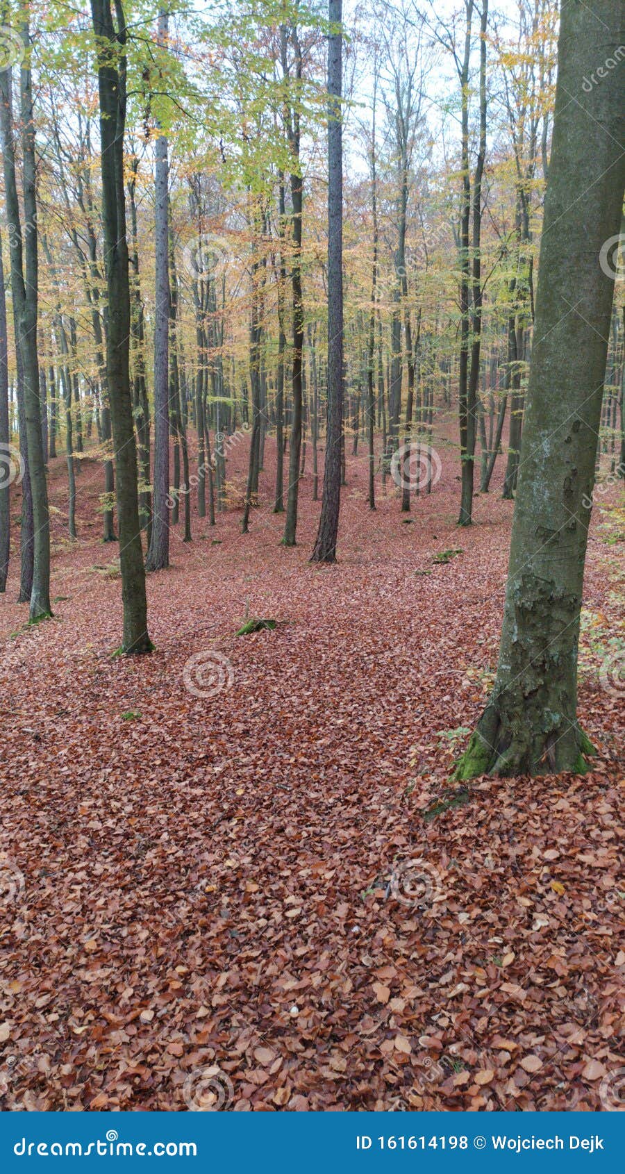 Skog arkivfoto. Bild av skog, vild, natur, träd, höst - 161614198
