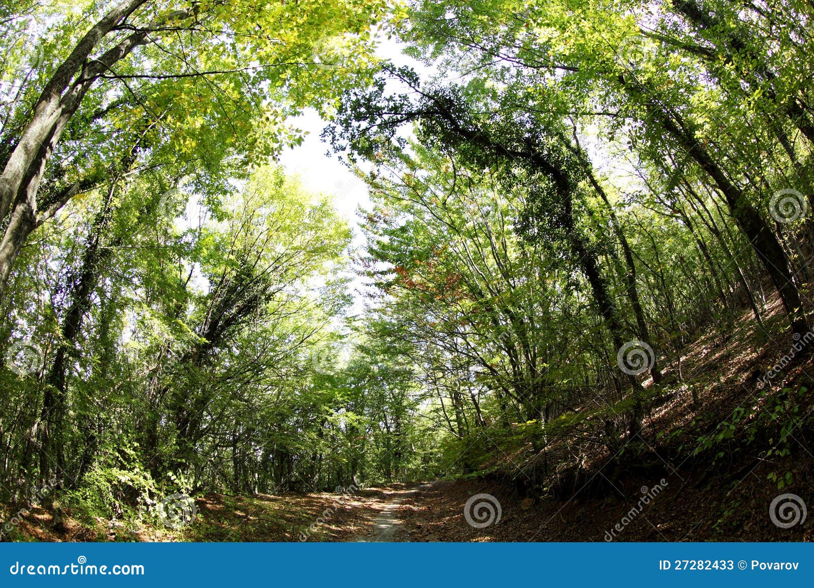 Skog fotografering för bildbyråer. Bild av trä, svart - 27282433