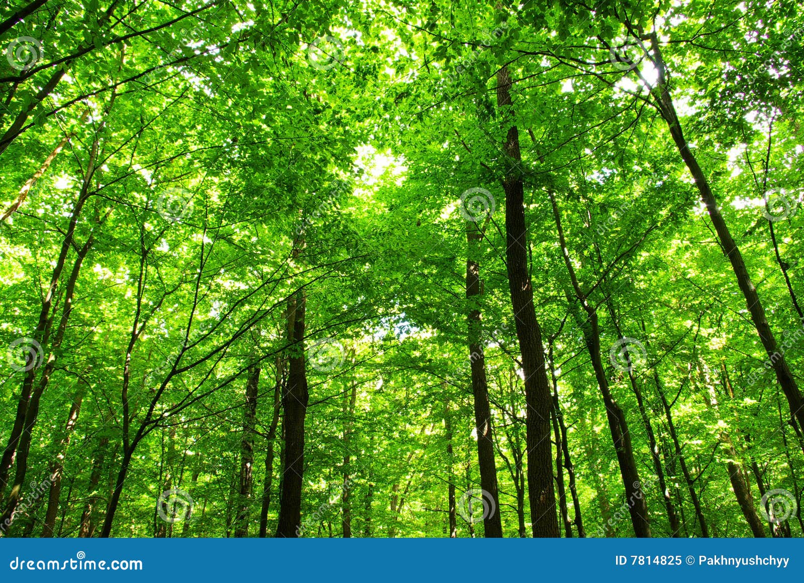 Skog fotografering för bildbyråer. Bild av träd, parkera - 7814825