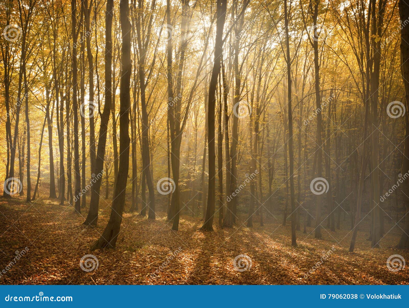 Skog arkivfoto. Bild av perspektiv, skina, träd, lövverk - 79062038
