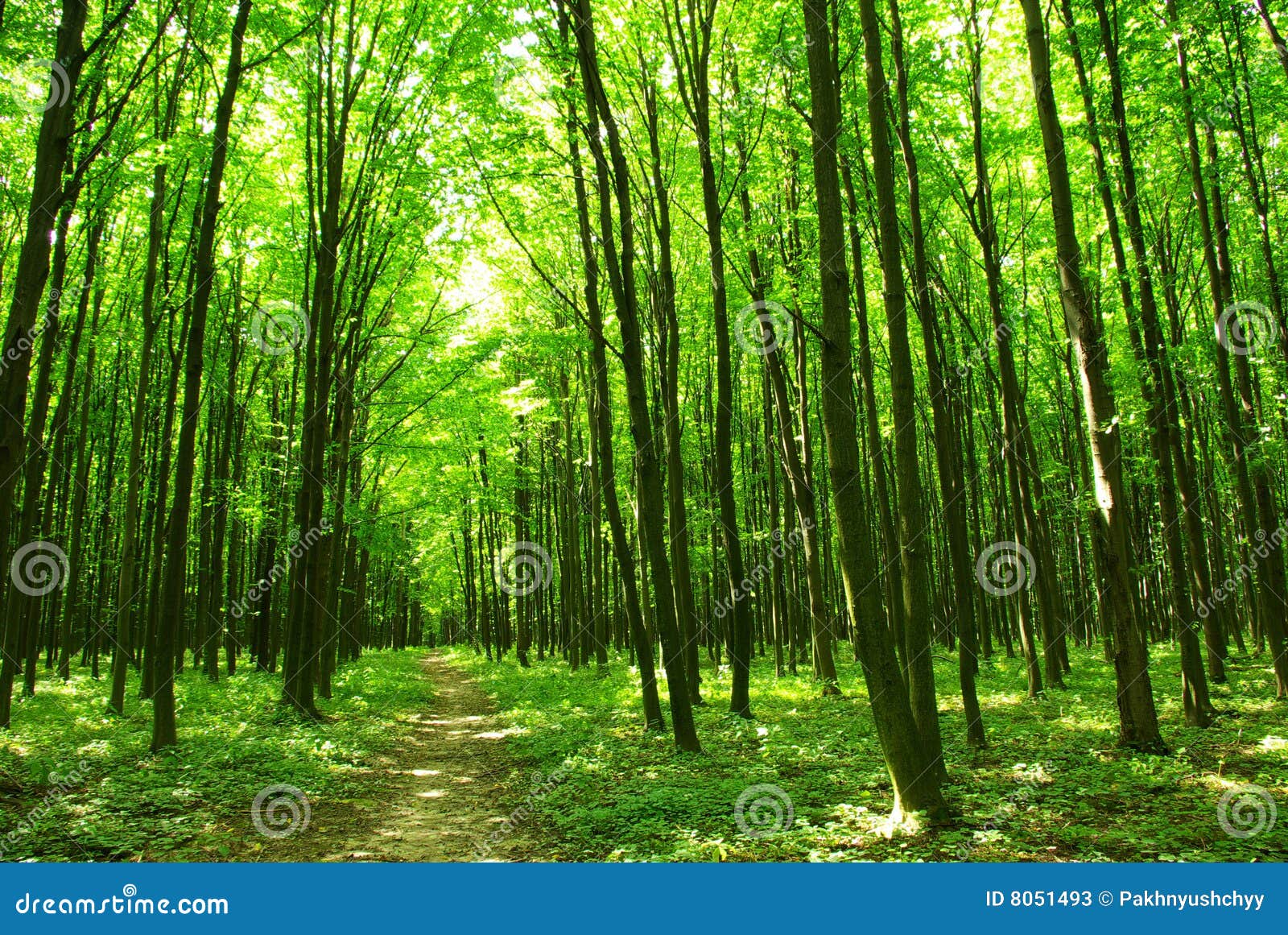 Skog Bild. Bild: 8051493