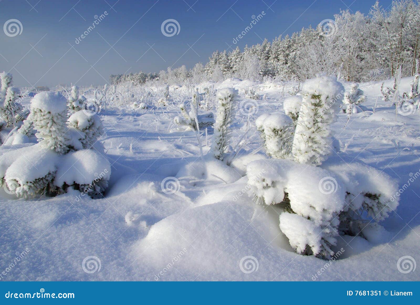 Skog i vinter fotografering för bildbyråer. Bild av himmel - 7681351