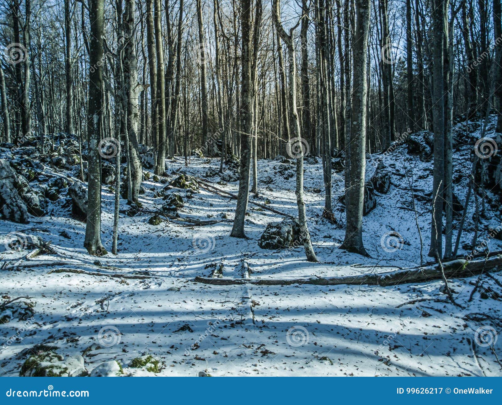 Skog i vinter fotografering för bildbyråer. Bild av ytter - 99626217