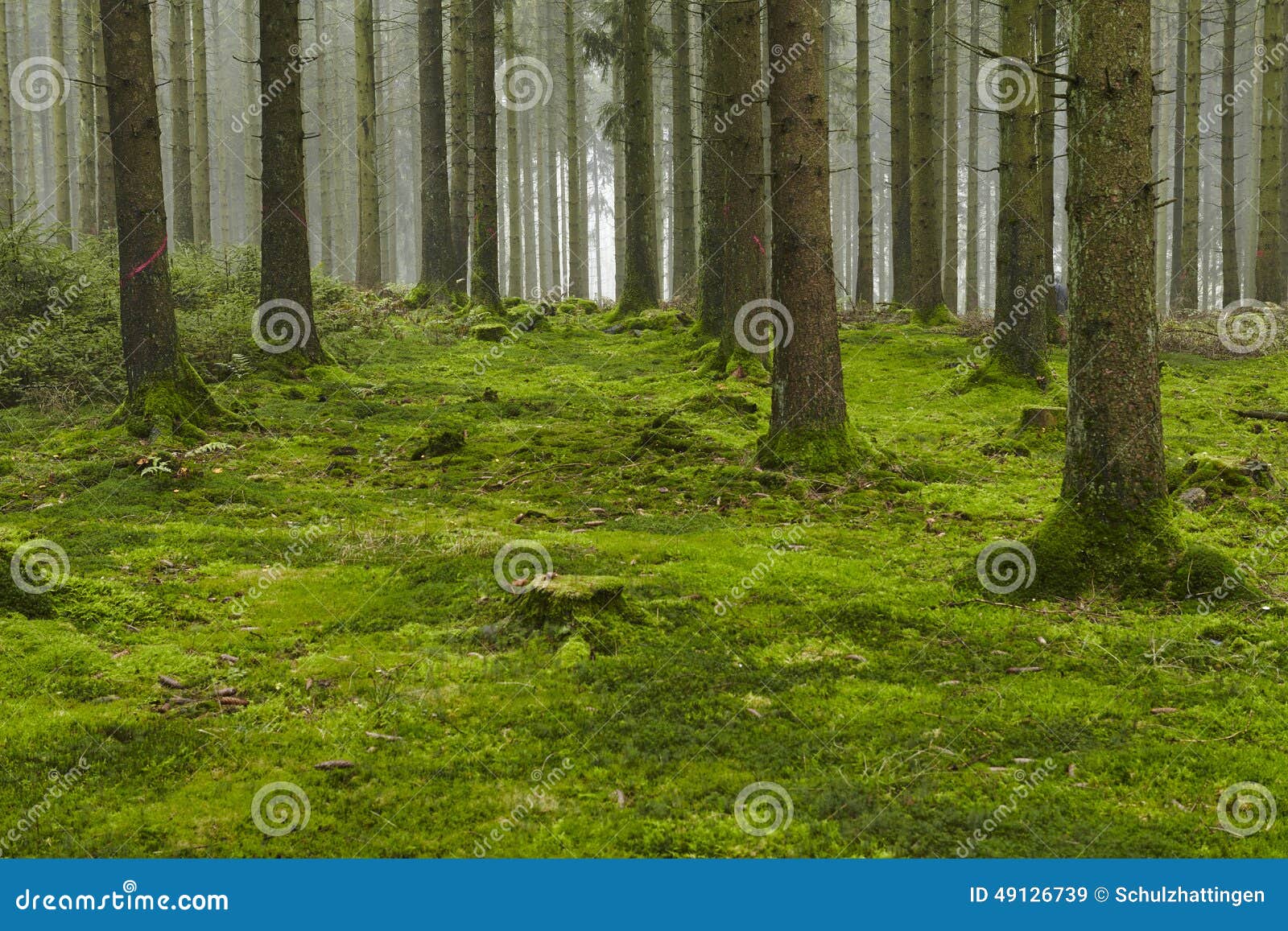 Skog med mossa fotografering för bildbyråer. Bild av skaka - 49126739