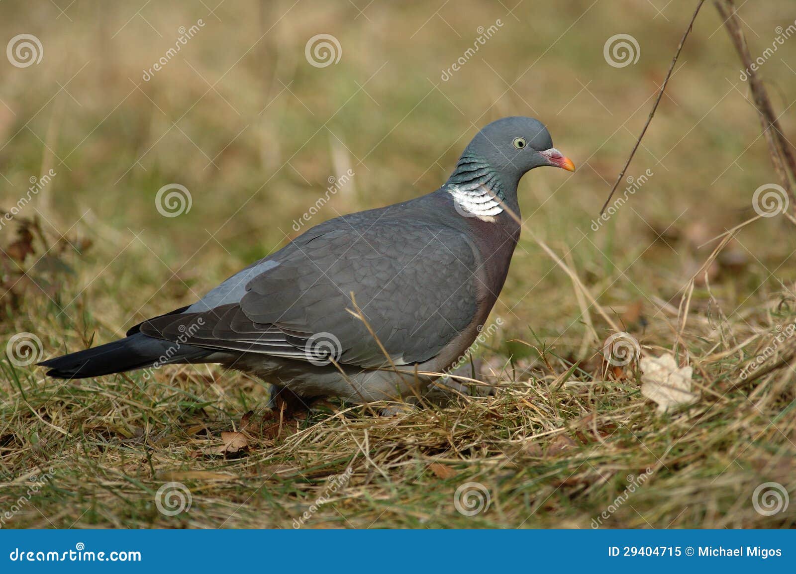 Skogsduva fotografering för bildbyråer. Bild av vild - 29404715