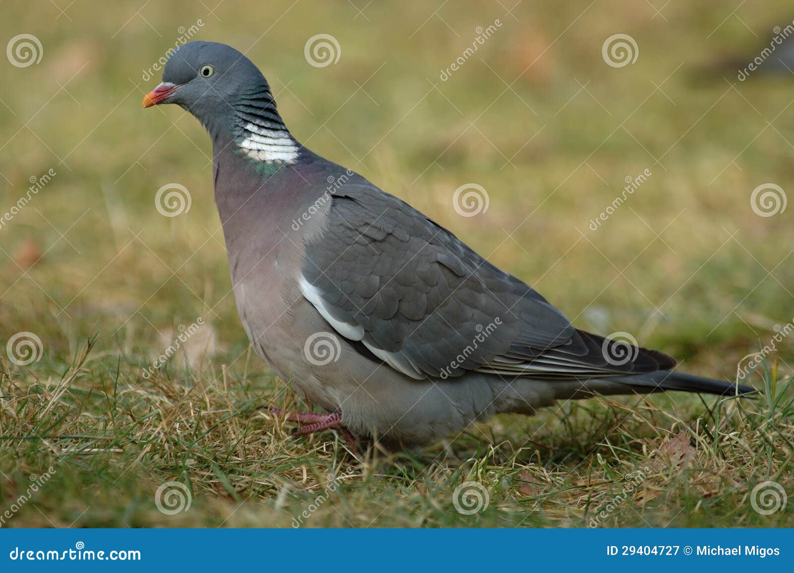 Skogsduva fotografering för bildbyråer. Bild av ängar - 29404727