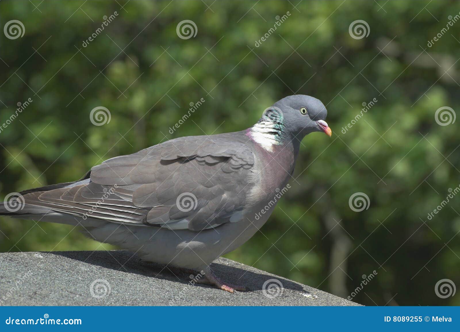 Skogsduva fotografering för bildbyråer. Bild av utomhus - 8089255