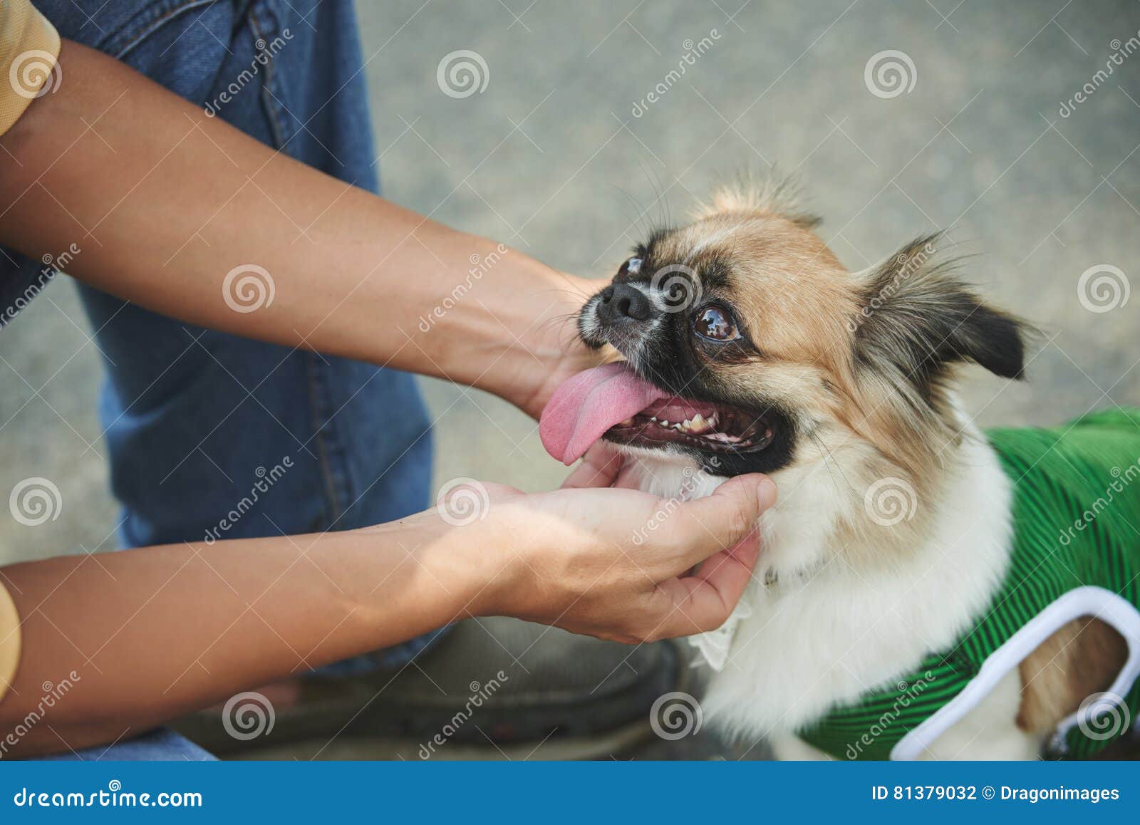 Skretching neck stock photo. Image of owner, playful - 81379032
