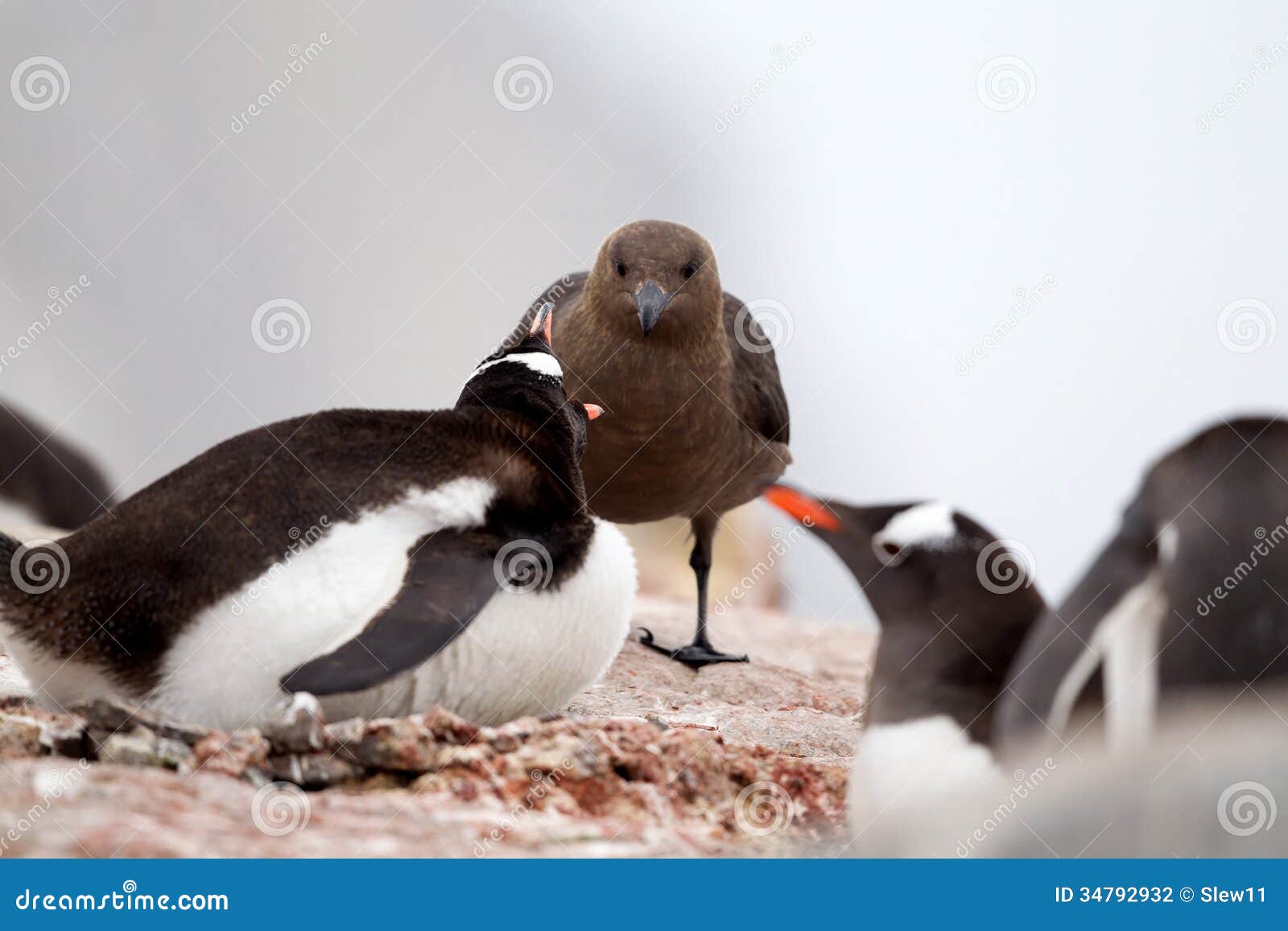 Skua and Gentoo Penguin stock photo. Image of arch, bird - 34792932