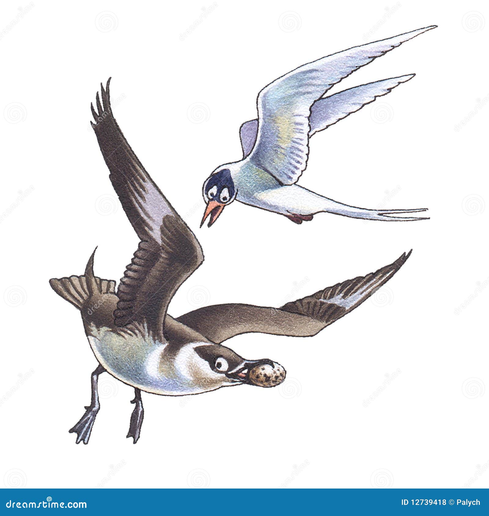 Skua and seagull_2 stock illustration. Illustration of antarctic - 12739418