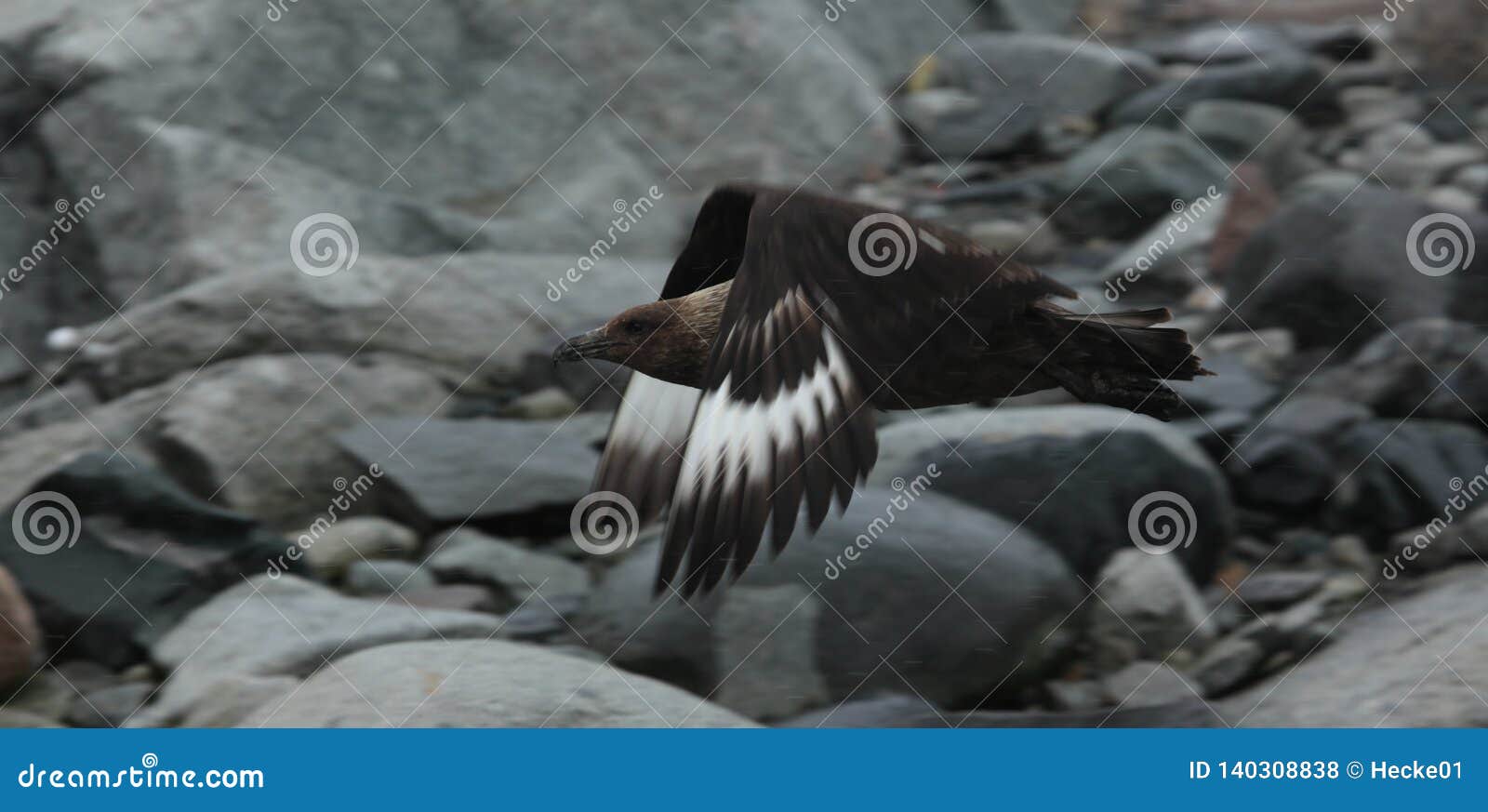 Skua and Wildlife of Antarctica Stock Photo - Image of antarctic, gull ...