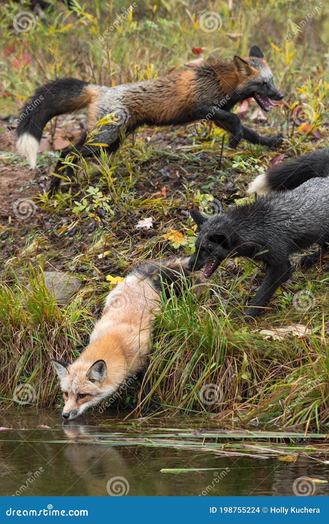 Skulk Of Red Fox Vulpes Vulpes Run Around Together At Waters Edge ...